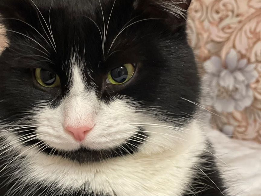 Котик Бантик