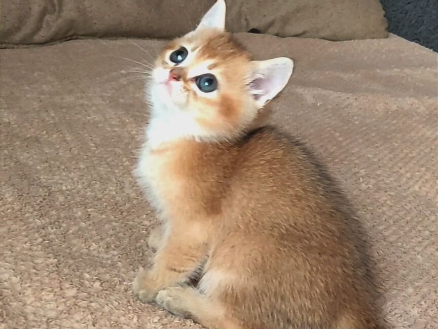 Шотландские котята мальчики и девочки