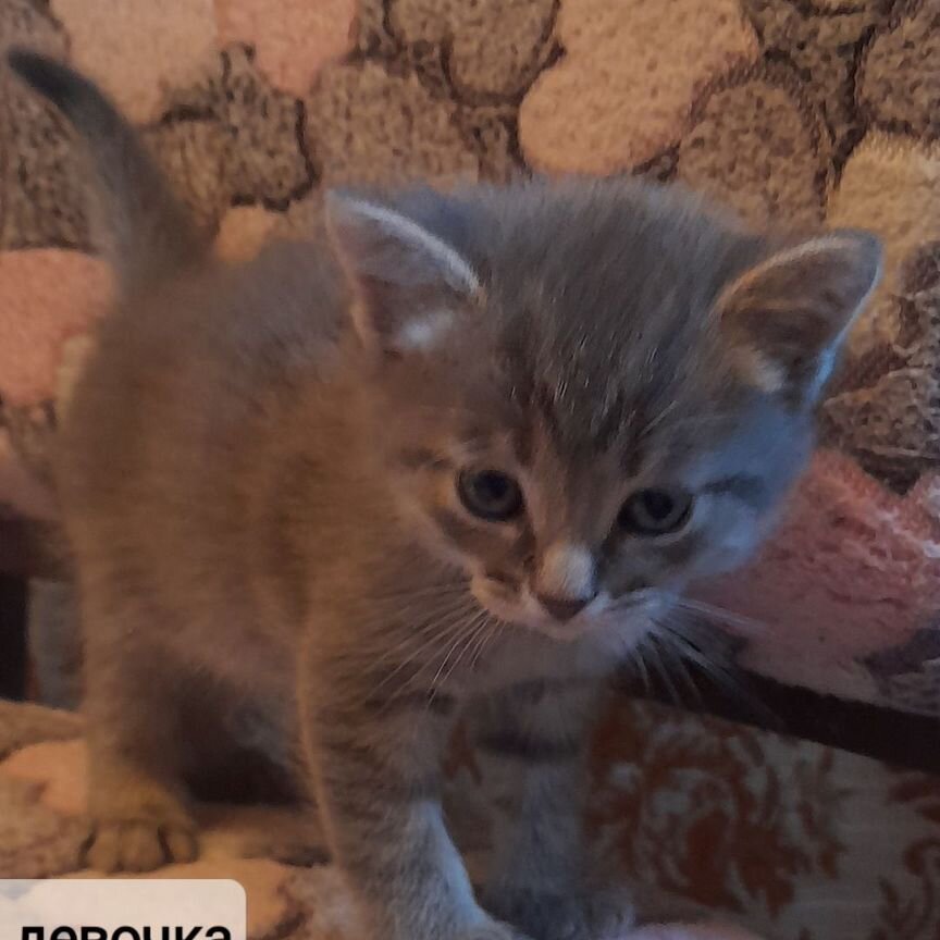 Британские котята