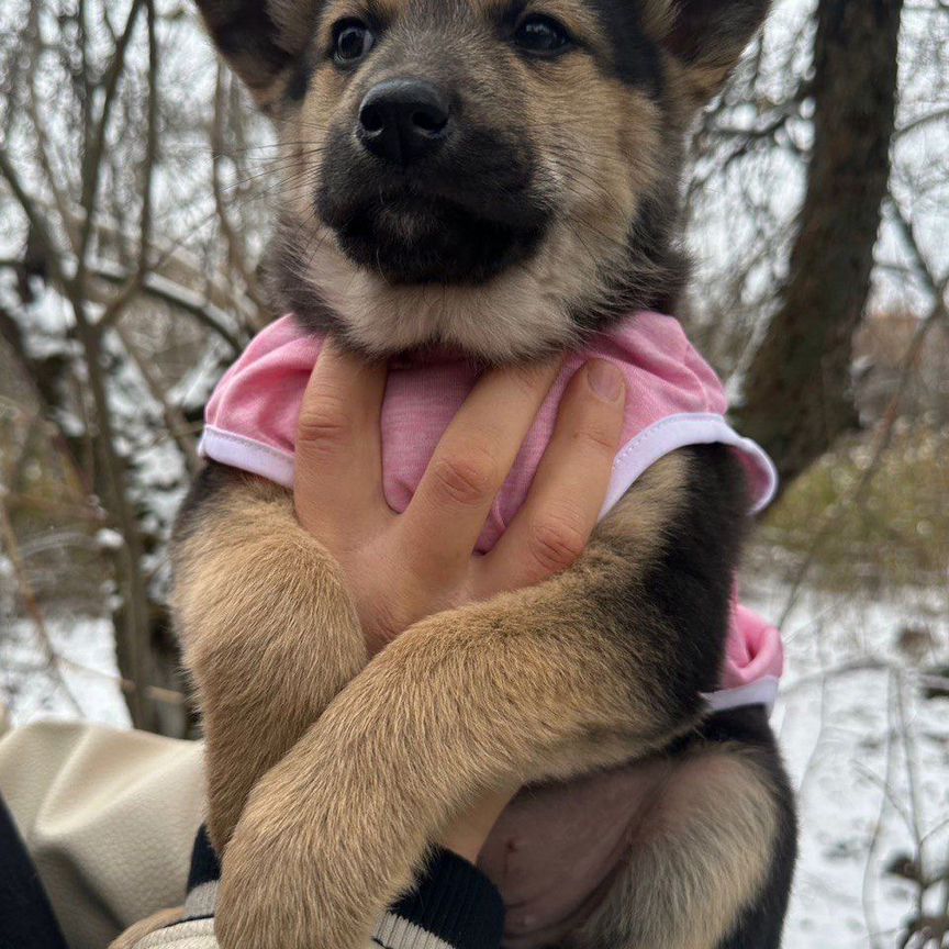 Щенки трясутся на холоде. В дар