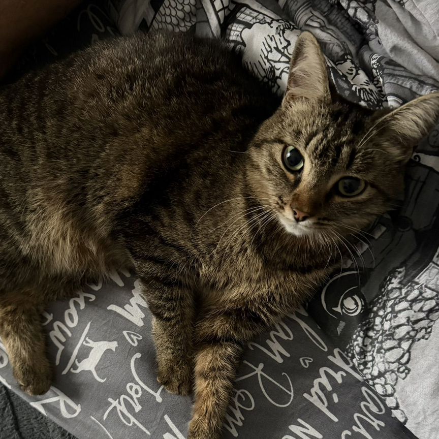 Взрослая, кошка в добрые руки