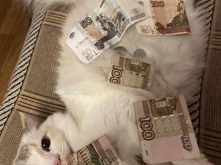 Отдам бесплатно кошку стерилизованную