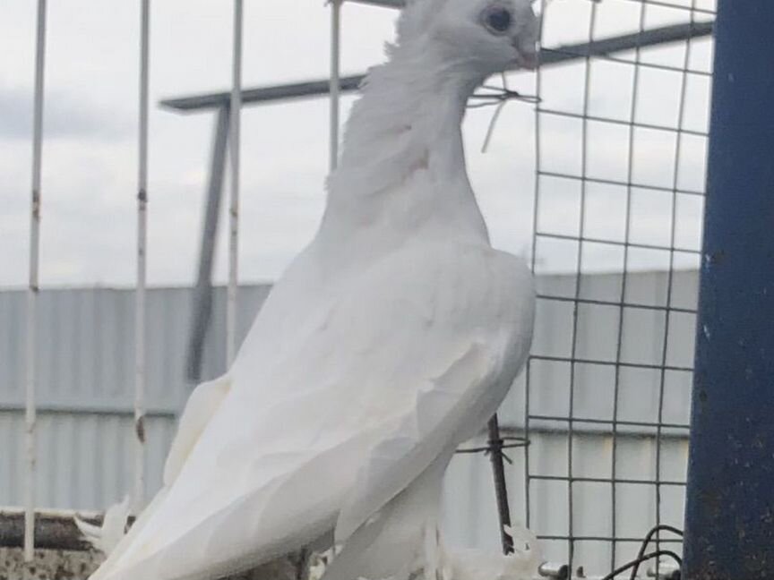 Голуби узбекские