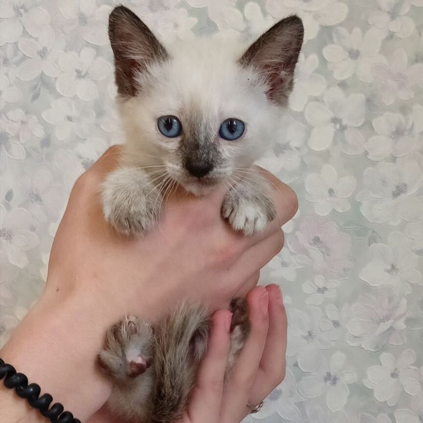Тайский котёнок