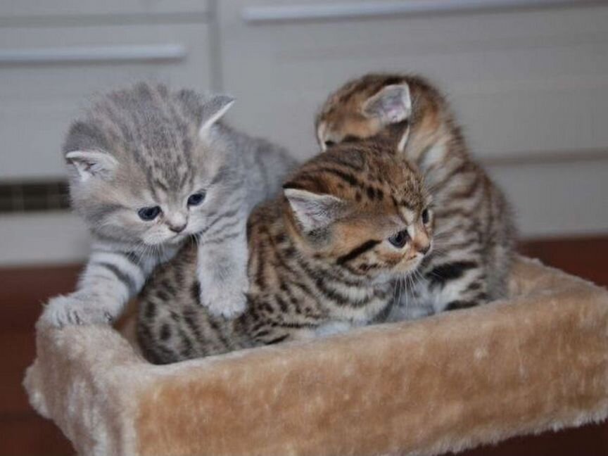 Британские прямоухие котята