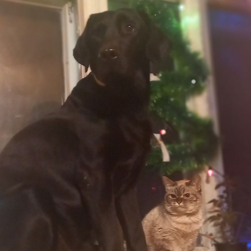 Вязка собаки лабрадор