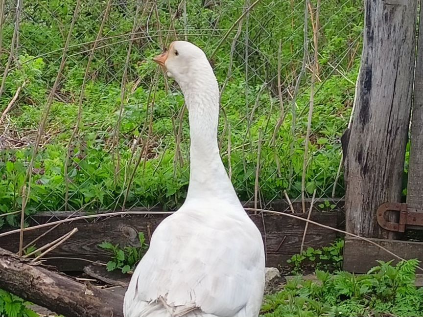 Гусь, гусак