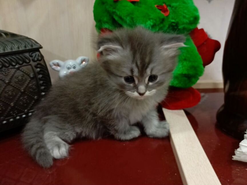 Мягкие,пушистики ждут свой дом