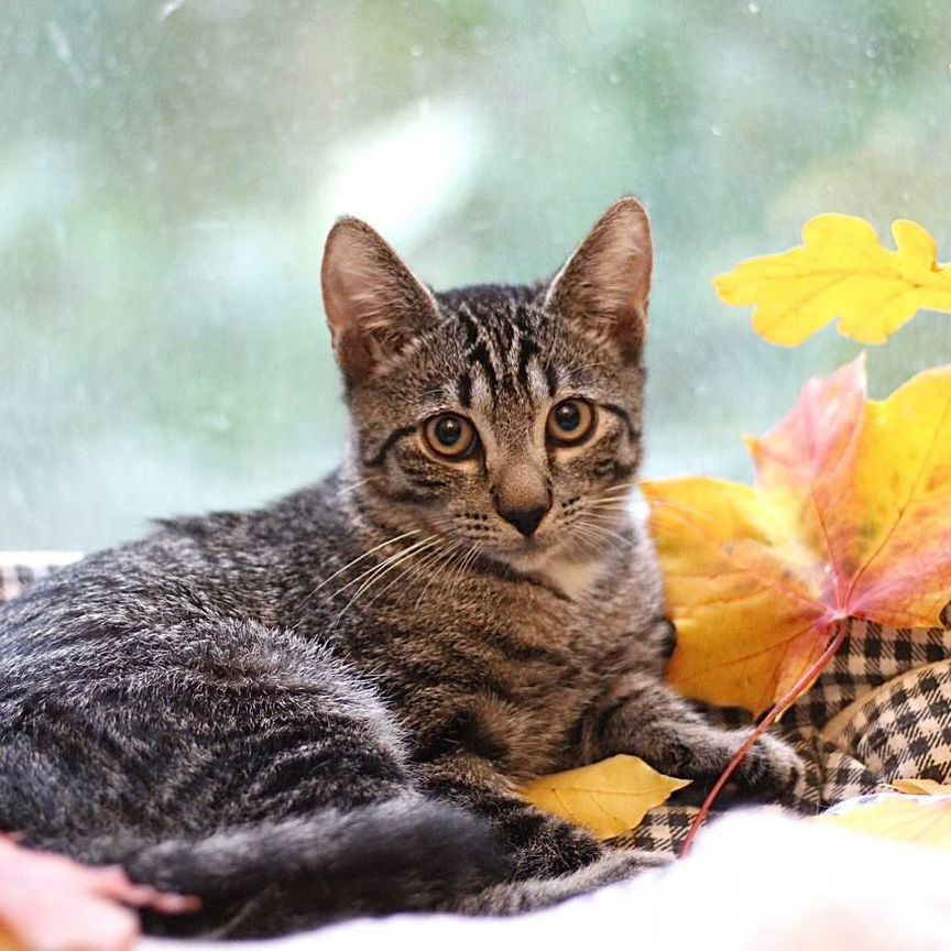 Котенок Филипок)