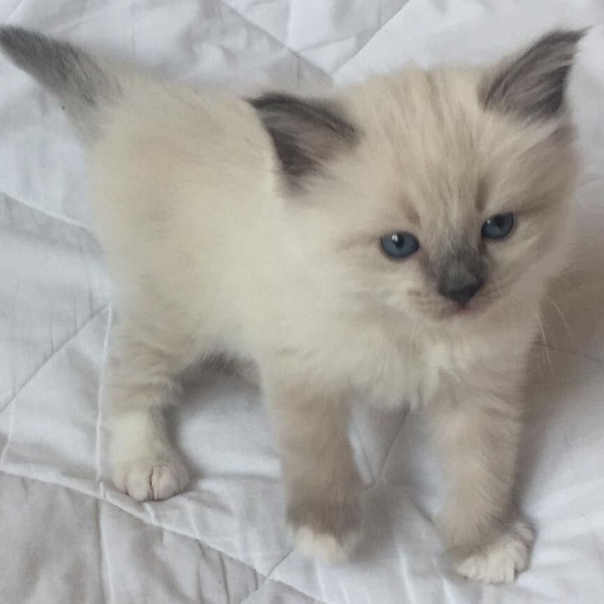Котята от Невской маскарадной кошки