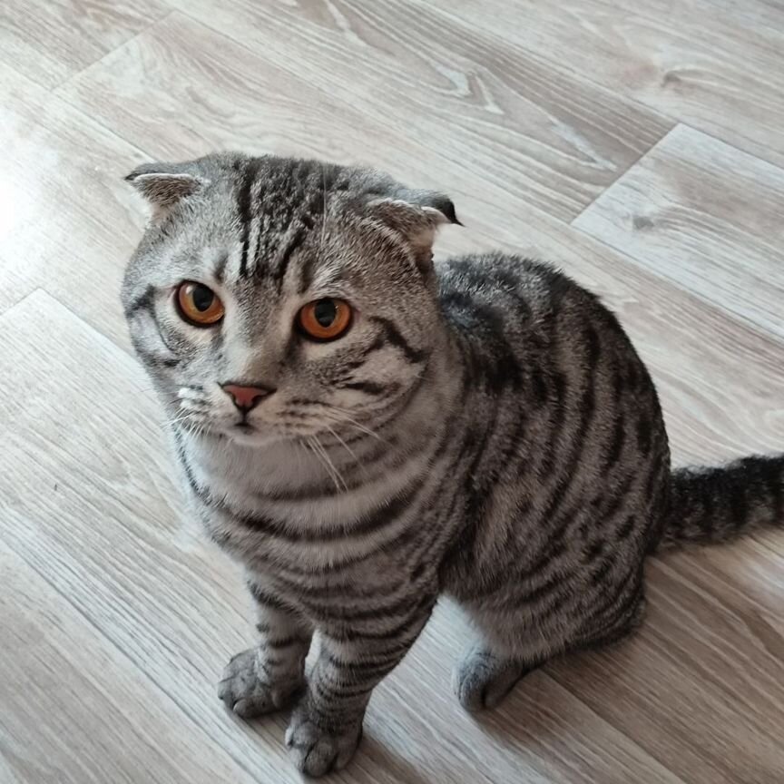 Шотландские вислоухие бесплатно