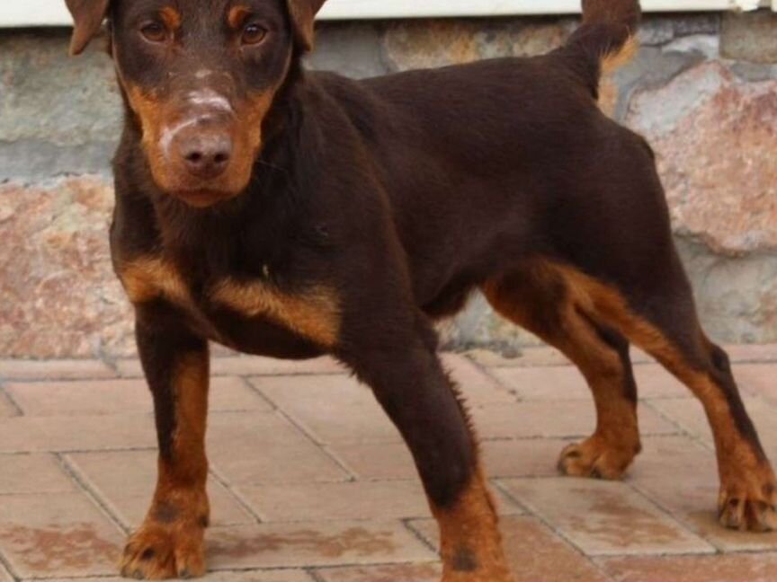 Немецкий ягдтерьер