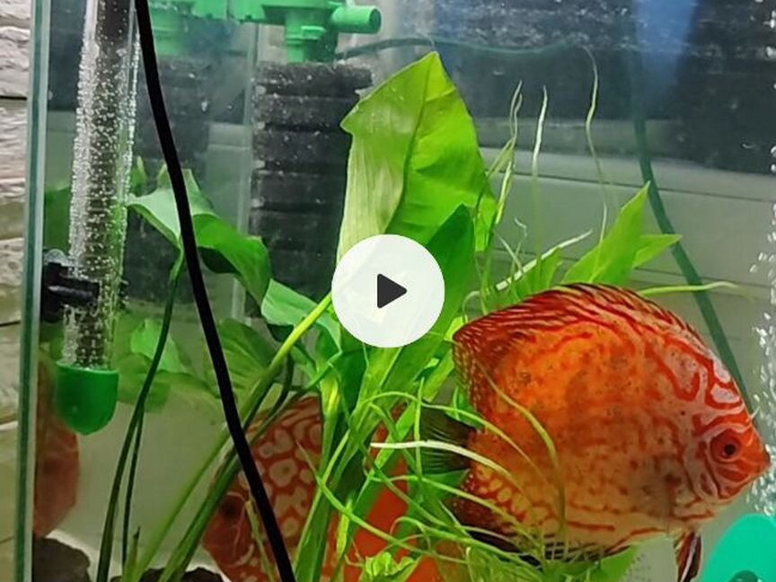 Аквариум на 30 литров