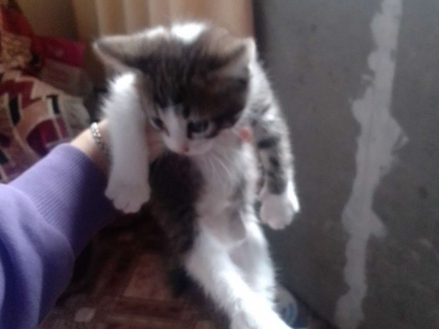 Отдам котиков в дар