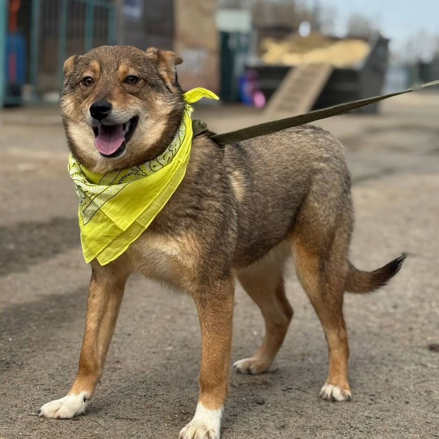 Взрослая собака в добрые руки