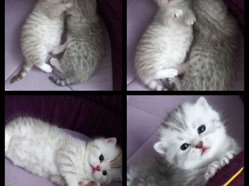 Шотландские плюшевые малыши