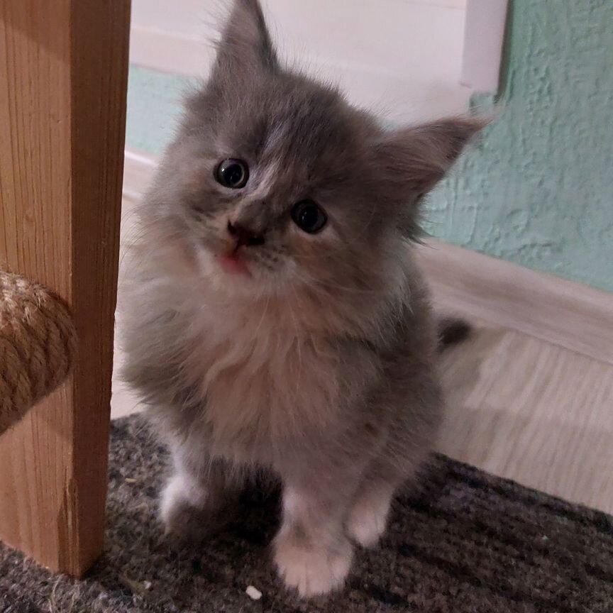 Котята мейкун