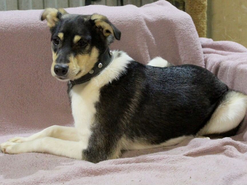 Элька ищет дом