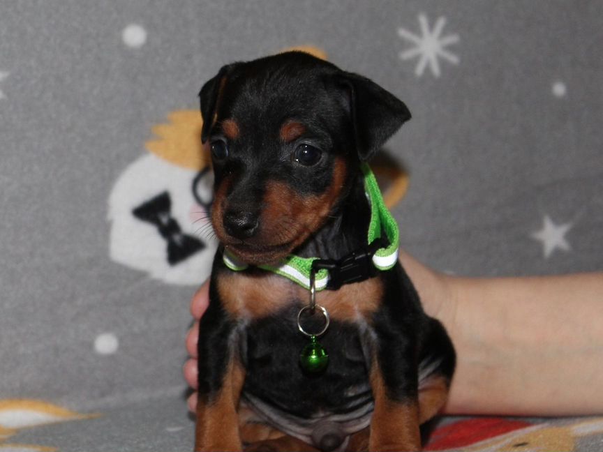 Милые малыши цвергпинчера