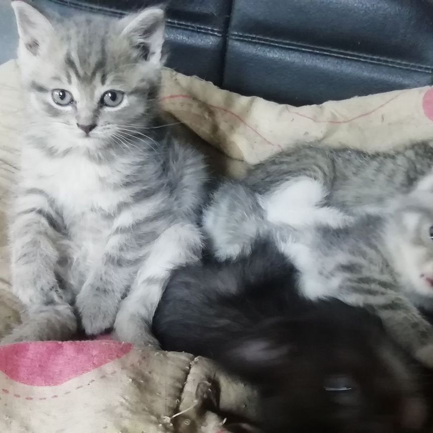 Котята