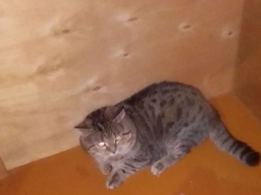 Беременная кошка