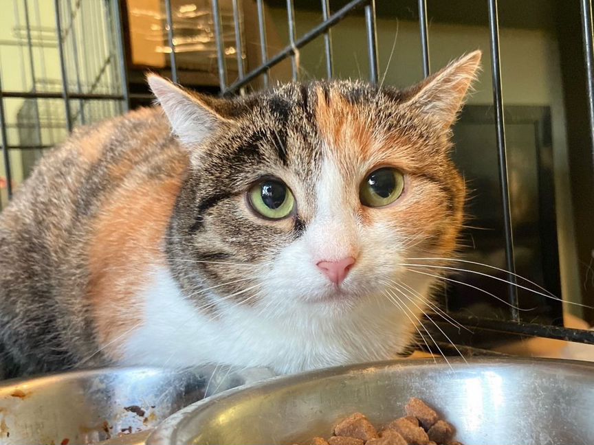 Молодая кошка из семьи попала в приют