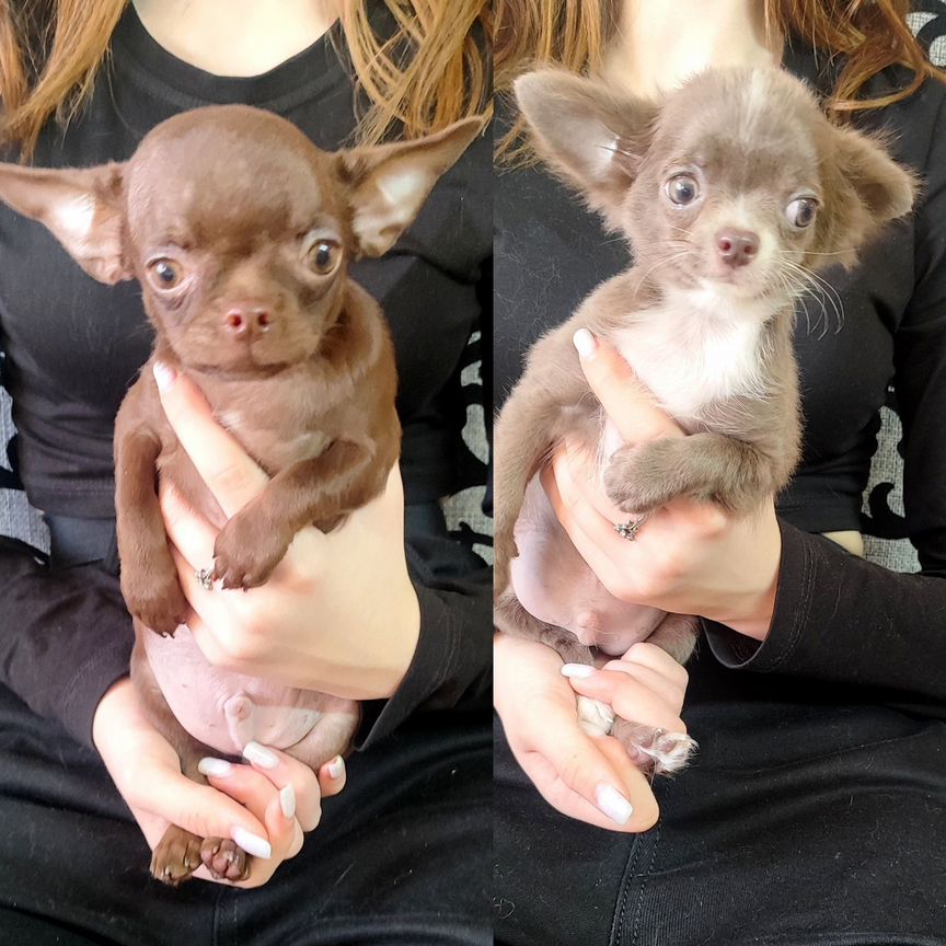 Шикарные щенки чихуахуа