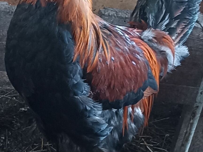 Петухи: брама колумбийский, брама куропатчатый