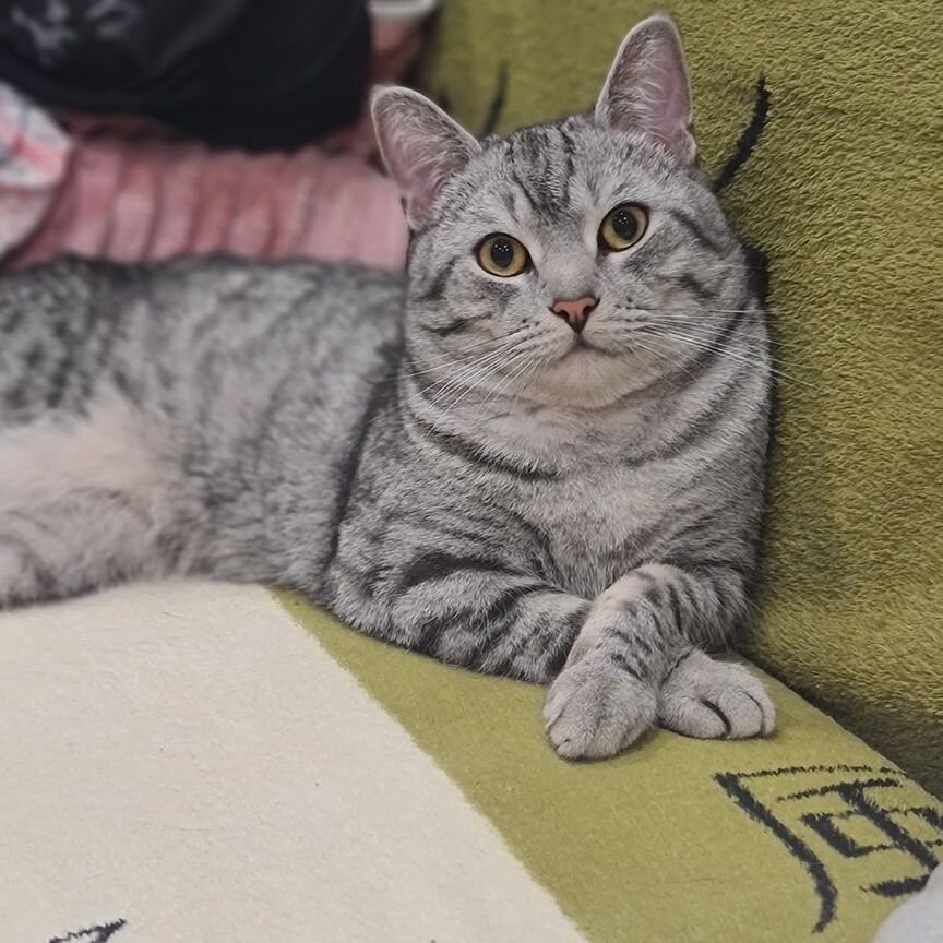 Домашние животные котята