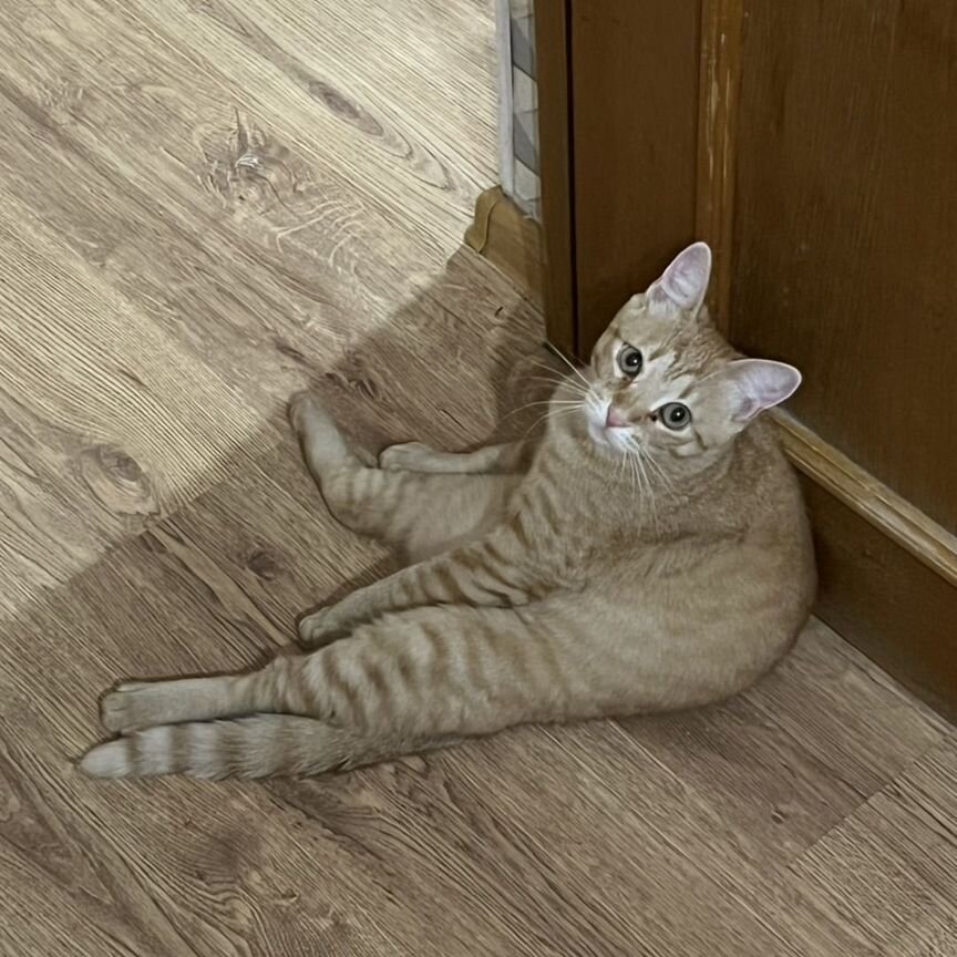 Угарная кошка Жанна в добрые руки дар бесплатно