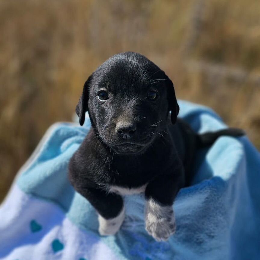 Охотник Пират ждет вас