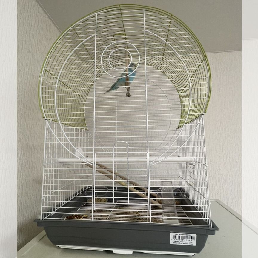 Волнистый попугай