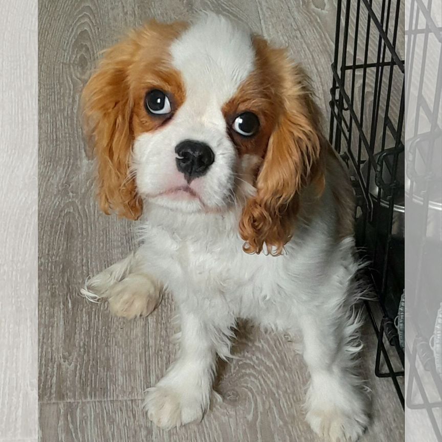 Кавалер кинг-чарльз-спаниель, щенок