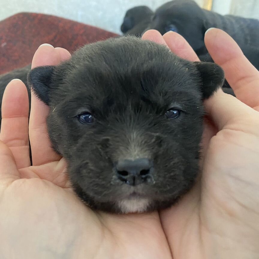 Кавказкие собаки