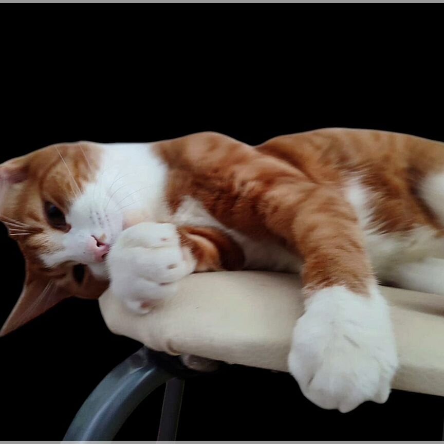 Рыжий котенок в добрые руки