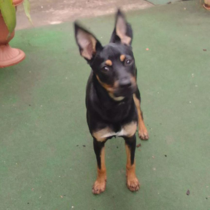 Собака породы мини пинчер