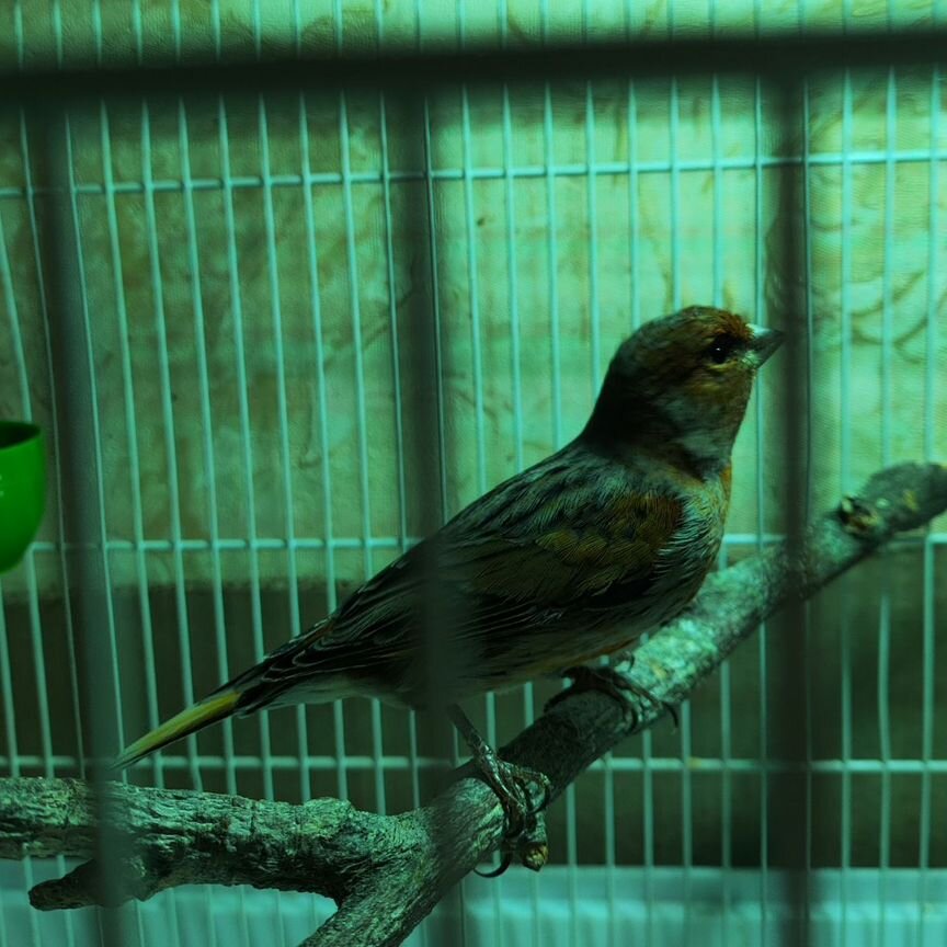 Кенар певчий