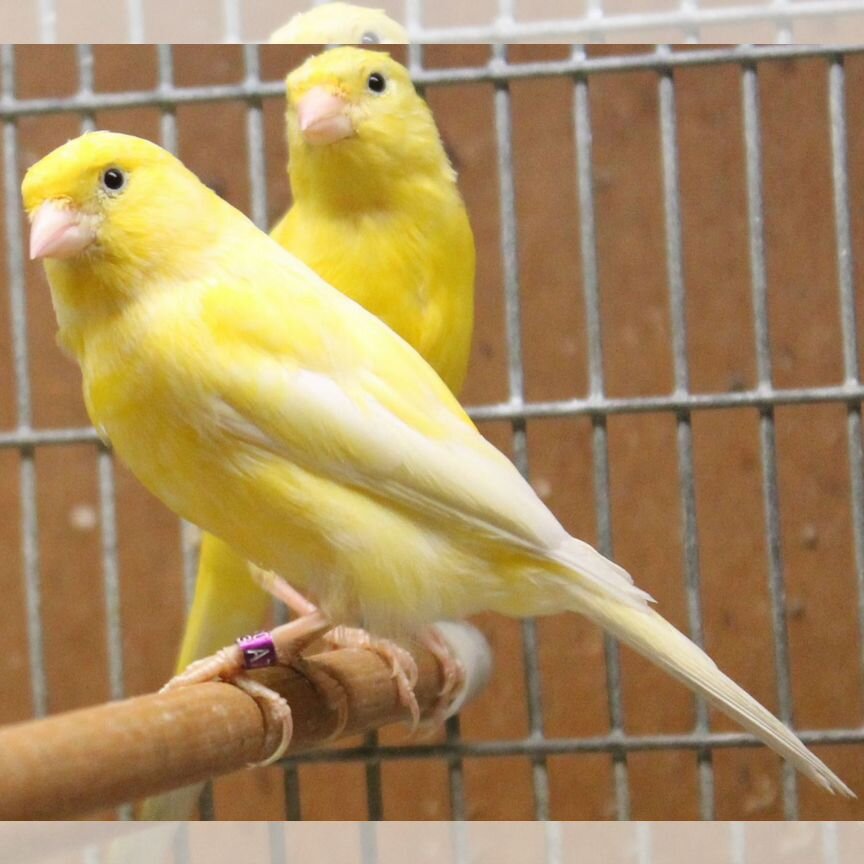 Домашние животные