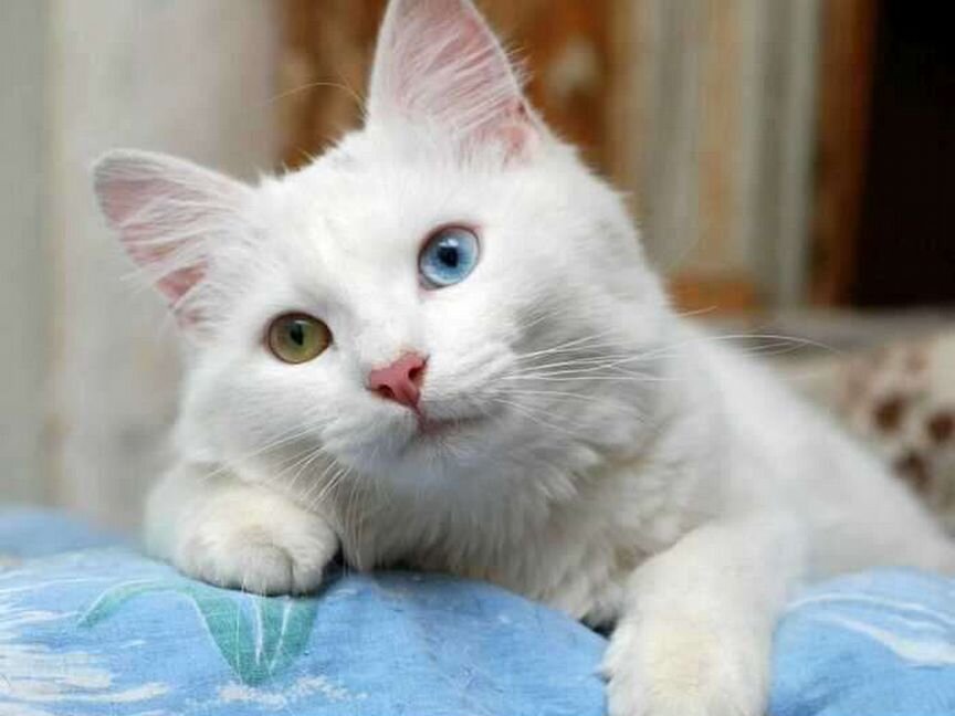 Турецкая ангора