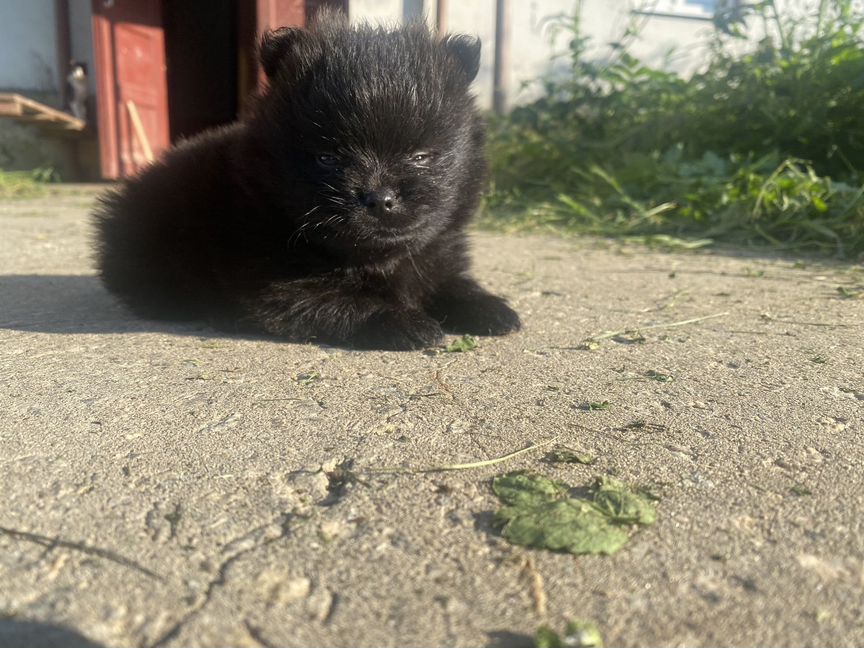 Щенки щпица