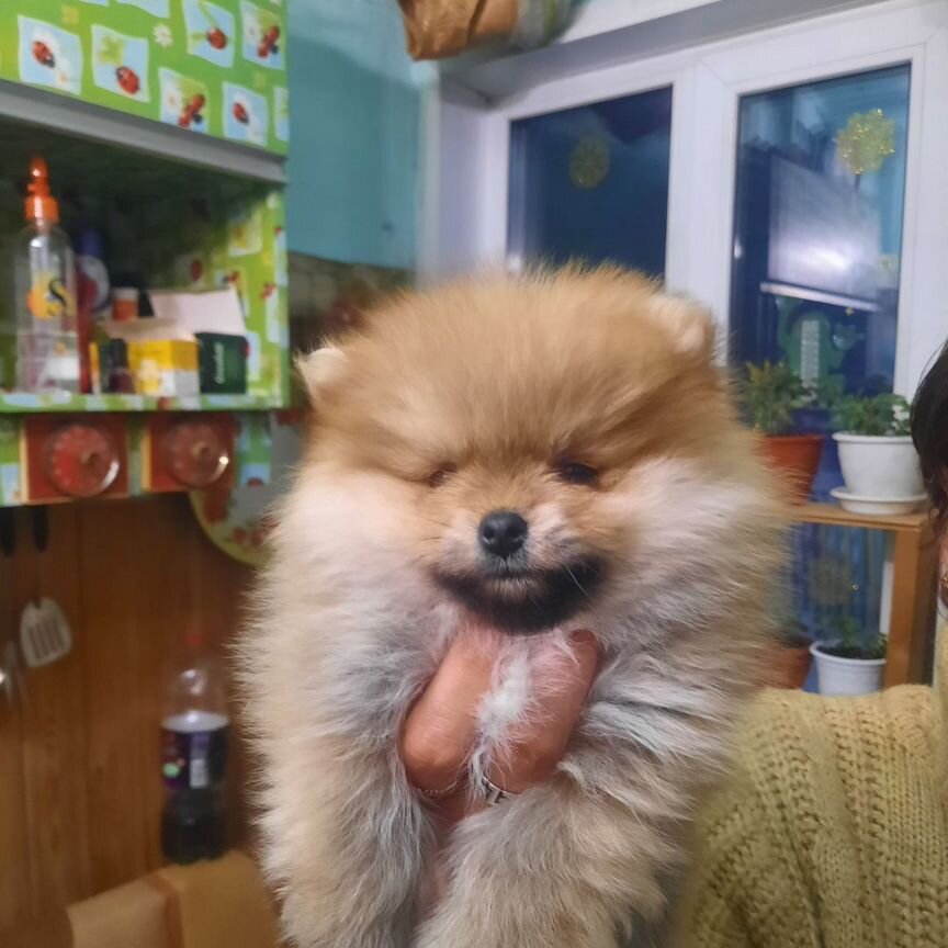 Померанский шпиц мини
