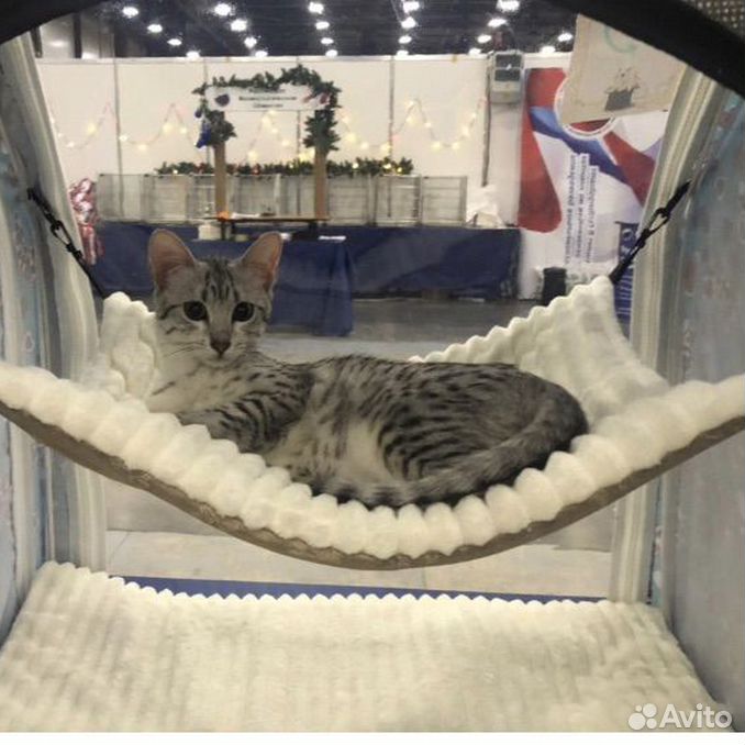 Египетская мау котята