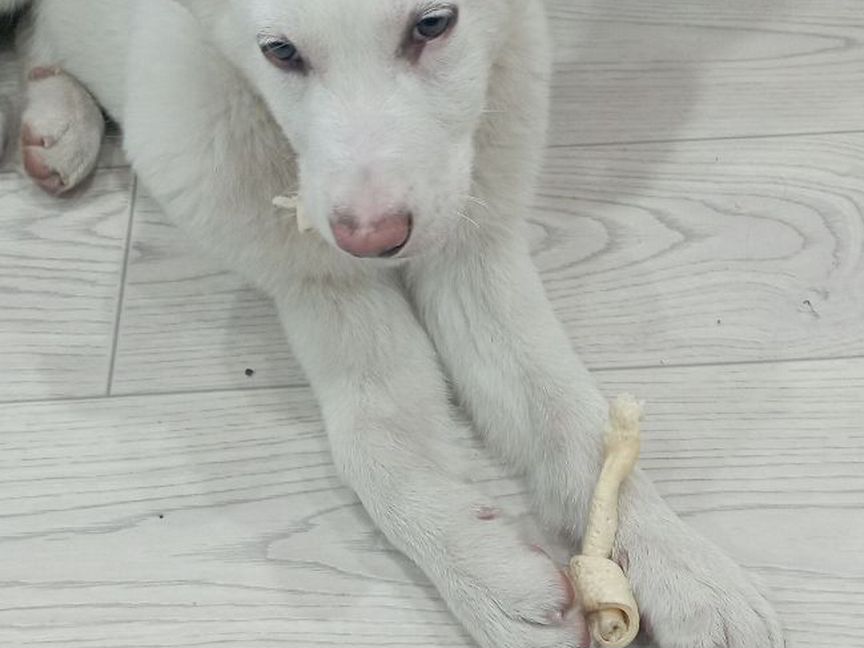 Собака в добрые руки отдам бесплатно