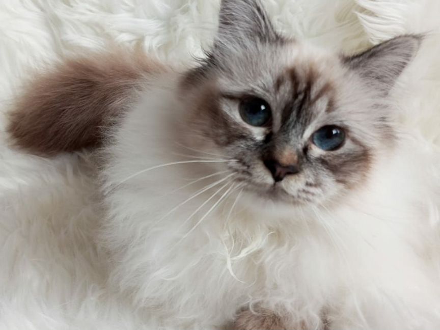 Священная бирма-девочка