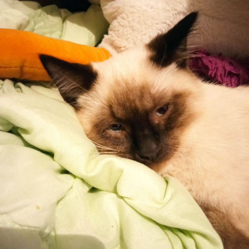 Сиамский кот