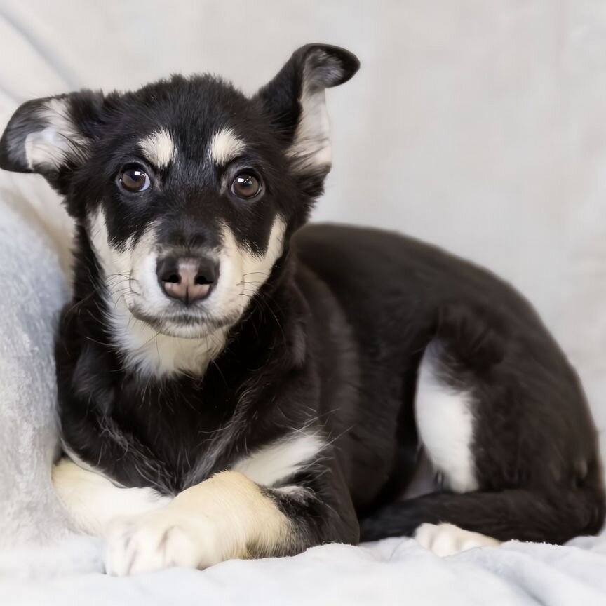 Щенок в добрые руки