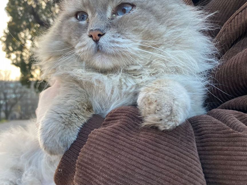 Невский маскарадный кот в добрые руки