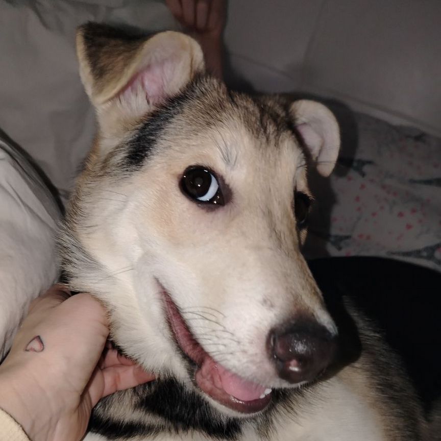 Щенок в добрые руки