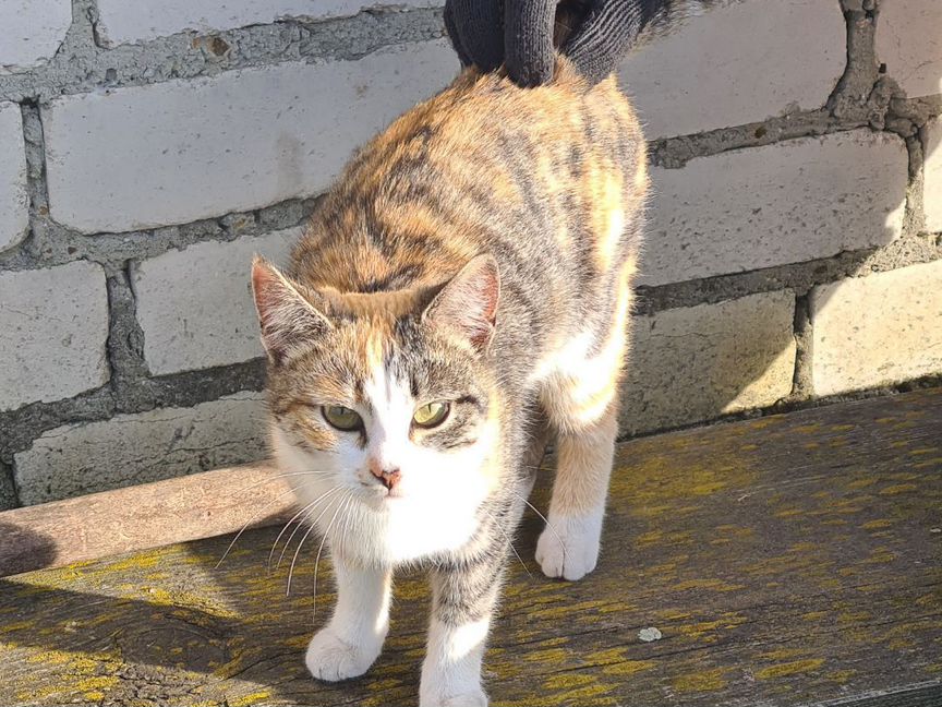 Котёнок подросток в добрые руки