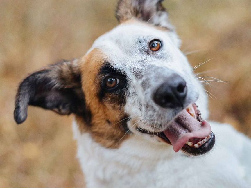 Собака в добрые руки Лолита